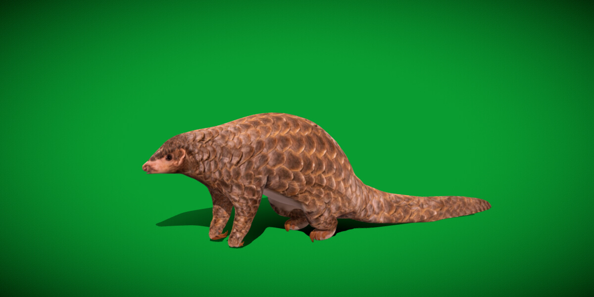 Pangolins Scaly Anteater - 3D Model by Nyilonelycompany
