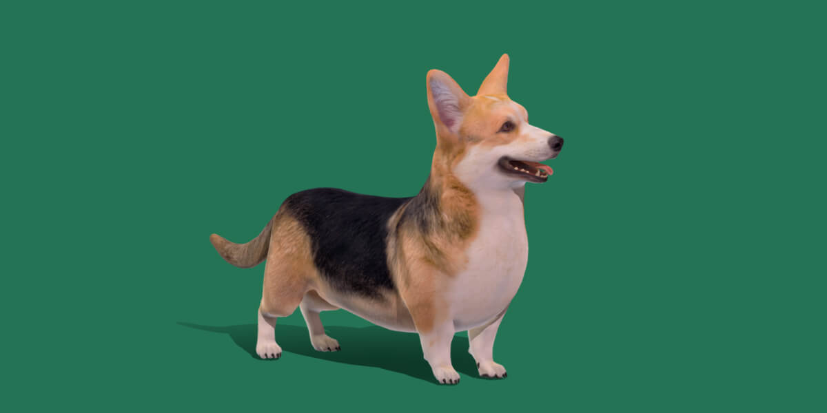 Pembroke Welsh Corgi Dog - 3D Model by Nyilonelycompany