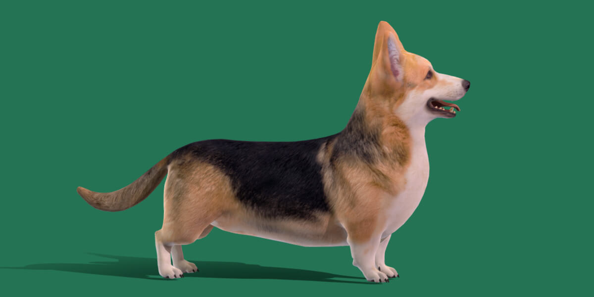 Pembroke Welsh Corgi Dog - 3D Model by Nyilonelycompany