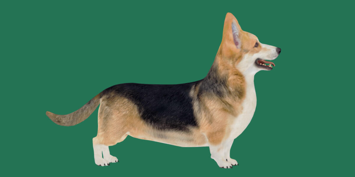 Pembroke Welsh Corgi Dog - 3D Model by Nyilonelycompany