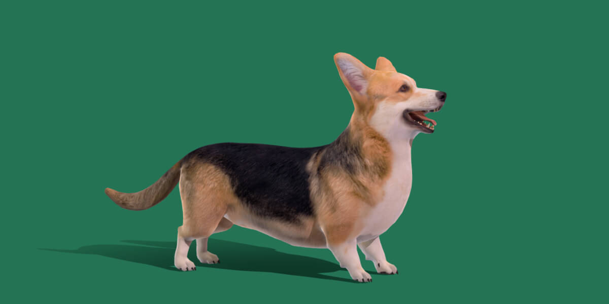 Pembroke Welsh Corgi Dog - 3D Model by Nyilonelycompany