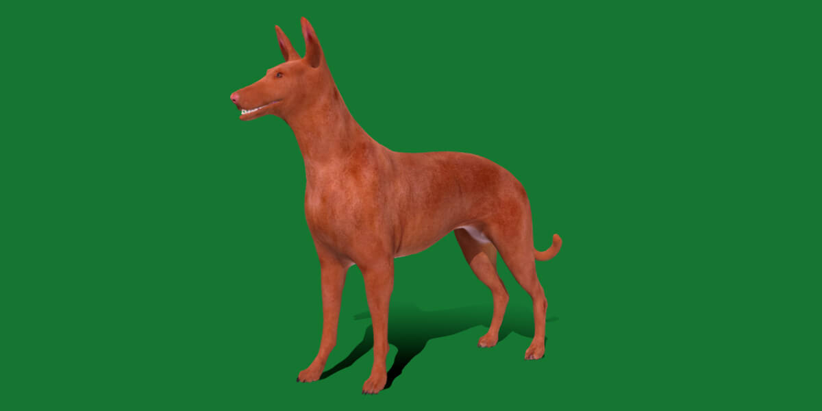 Pharaoh Hound Dog - 3D Model by Nyilonelycompany