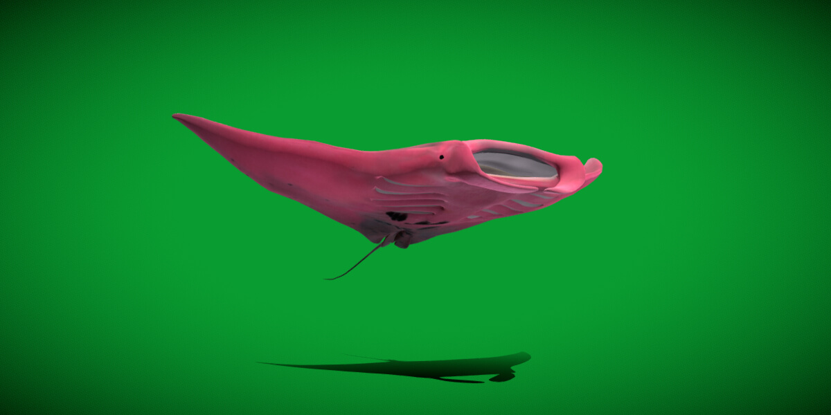 Pink Manta Mobula Ray - 3D Model by Nyilonelycompany