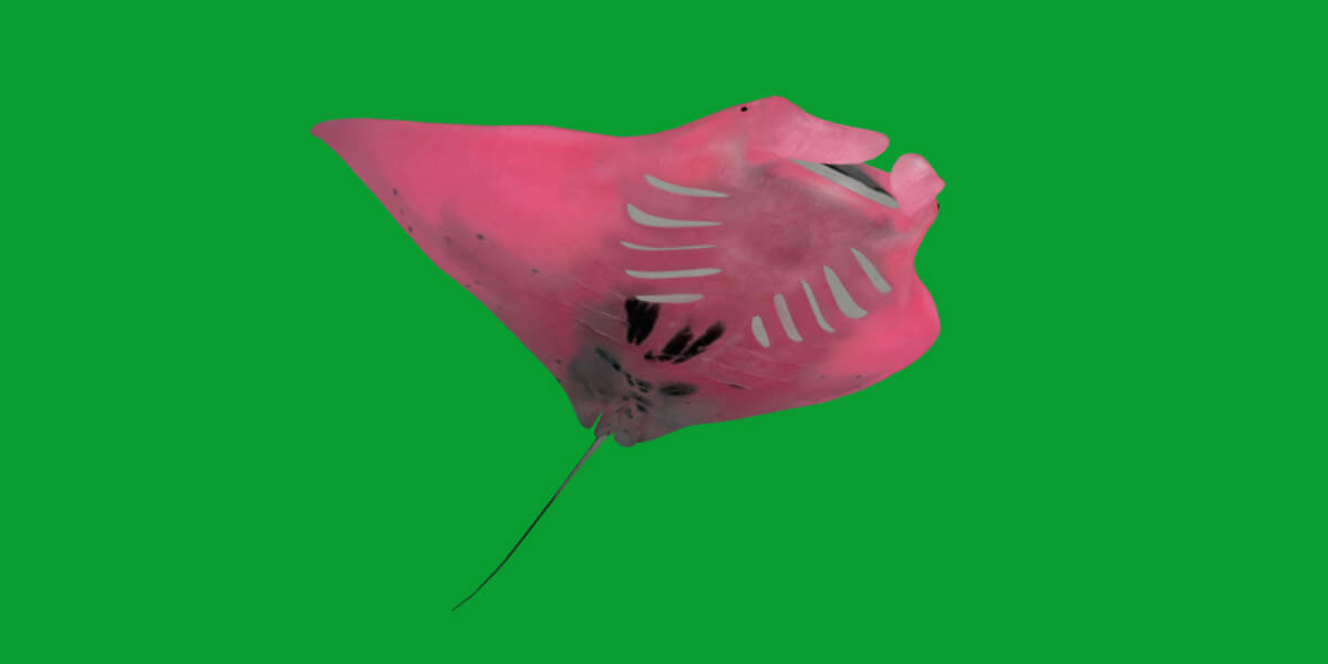 Pink Manta Mobula Ray - 3D Model by Nyilonelycompany
