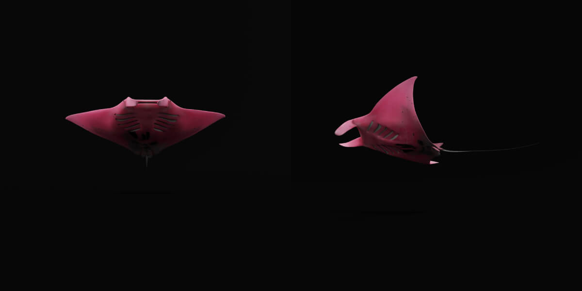 Pink Manta Mobula Ray - 3D Model by Nyilonelycompany