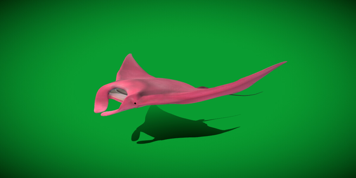 Pink Manta Mobula Ray - 3D Model by Nyilonelycompany