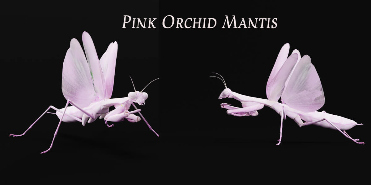 Pink Orchid Mantis Insect - 3D Model by Nyilonelycompany