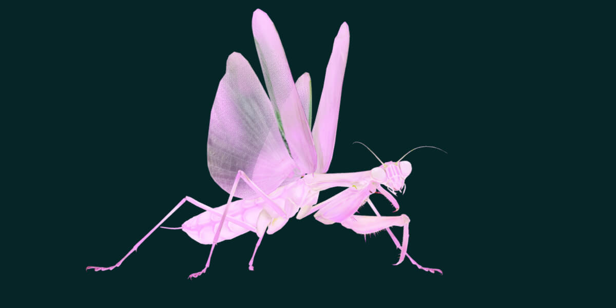 Pink Orchid Mantis Insect - 3D Model by Nyilonelycompany