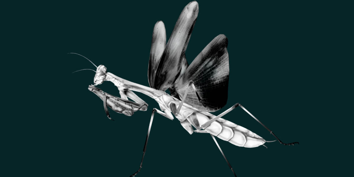 Pink Orchid Mantis Insect - 3D Model by Nyilonelycompany