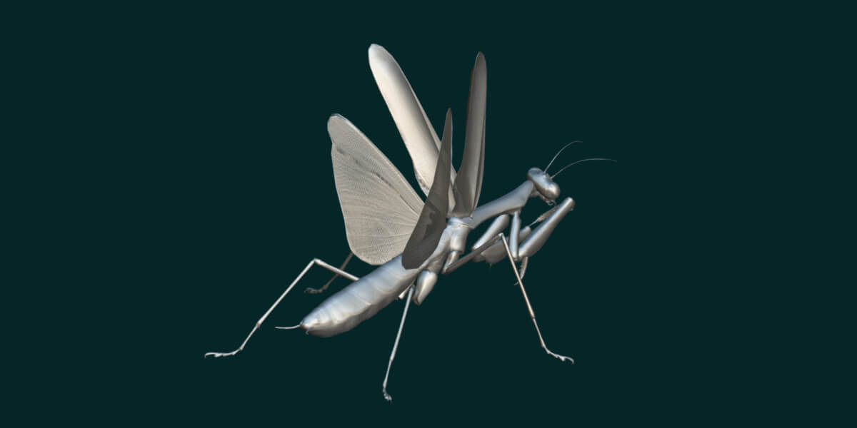 Pink Orchid Mantis Insect - 3D Model by Nyilonelycompany