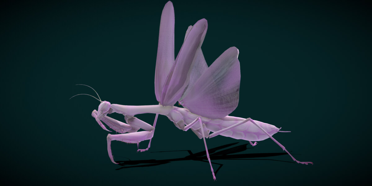 Pink Orchid Mantis Insect - 3D Model by Nyilonelycompany