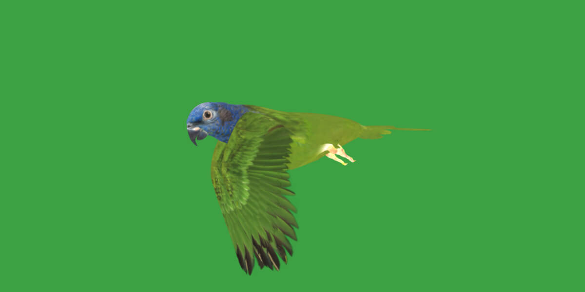 Pionus Parrot Bird - 3D Model by Nyilonelycompany