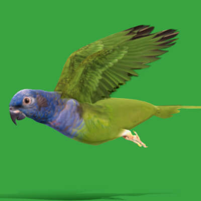 Pionus Parrot Bird - 3D Model by Nyilonelycompany