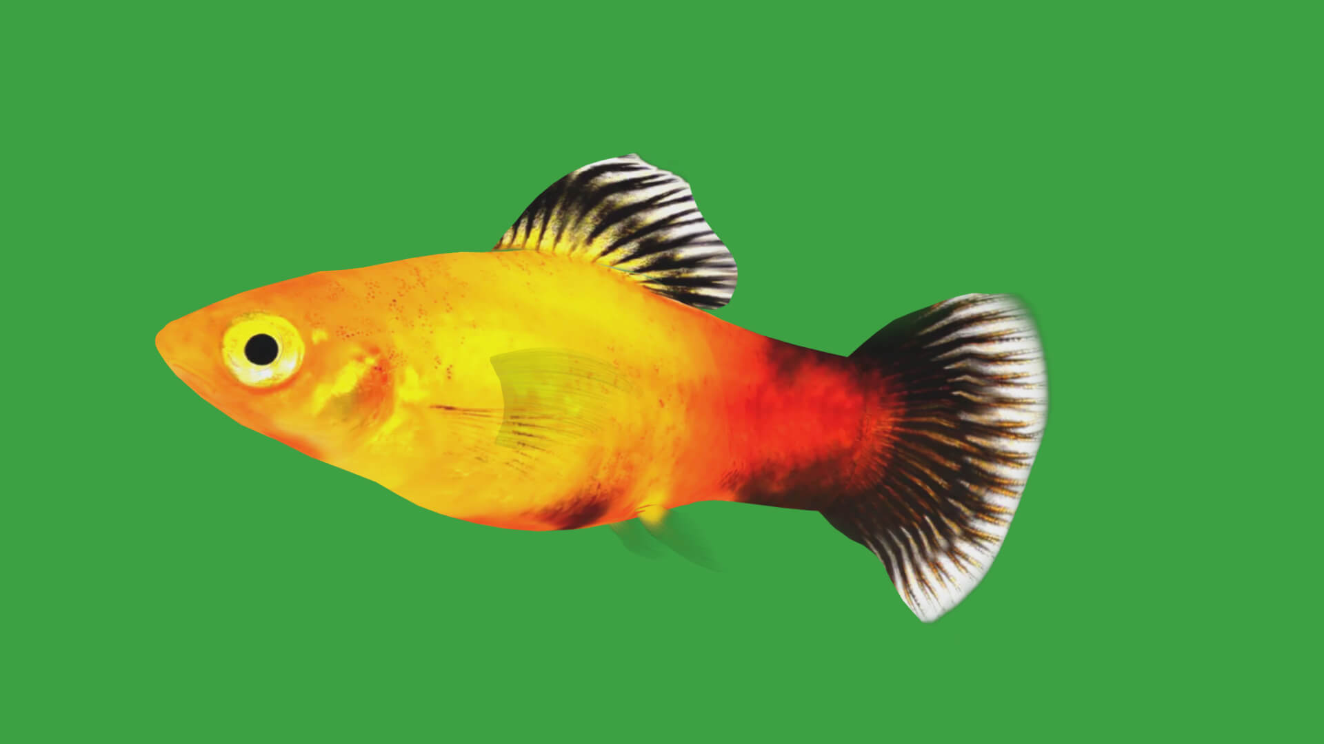 Platy Freshwater Fish - 3D Model by Nyilonelycompany