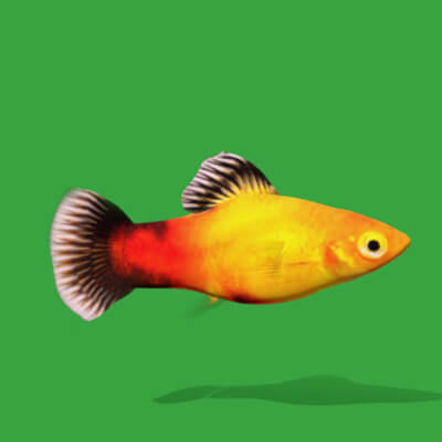 Animated 3D Models | Animals | Fish | RenderHub