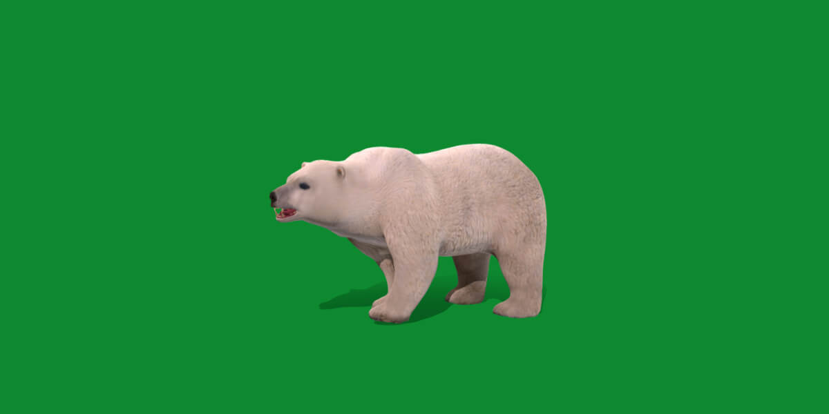 Polar Bear Marine Mammal - 3D Model by Nyilonelycompany
