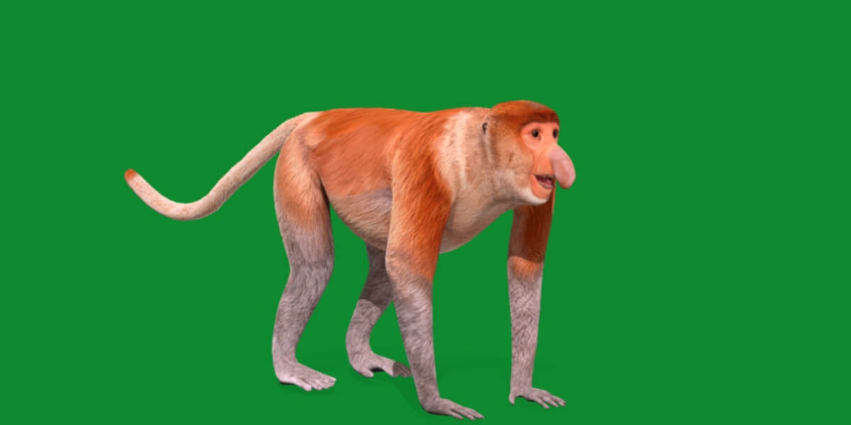 Proboscis Monkey - 3D Model by Nyilonelycompany