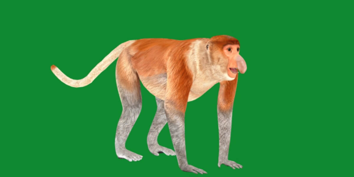 Proboscis Monkey - 3D Model by Nyilonelycompany