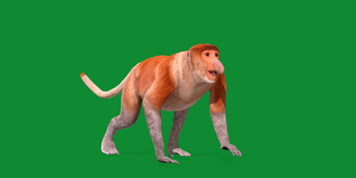 Proboscis Monkey - 3D Model by Nyilonelycompany
