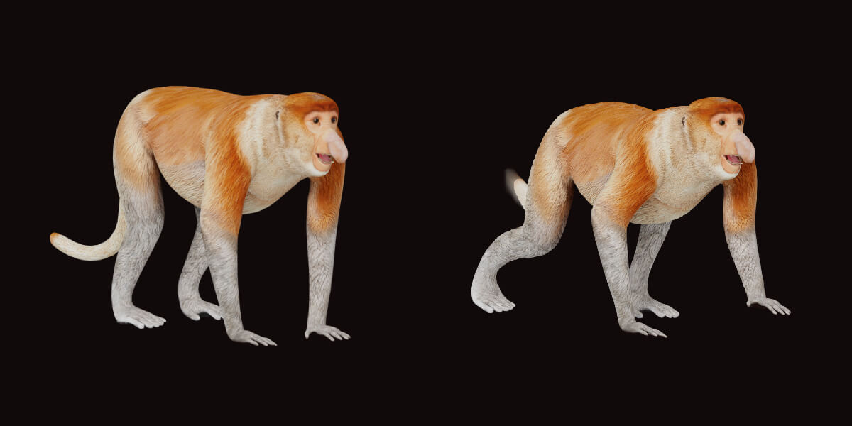 Proboscis Monkey - 3D Model by Nyilonelycompany