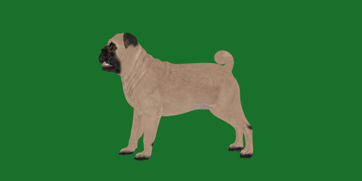Pug Dog Breed - 3D Model by Nyilonelycompany