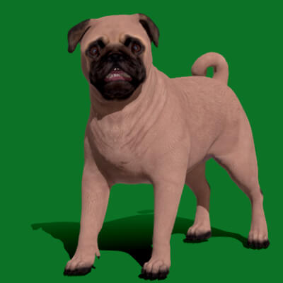Pug Dog Breed - 3D Model by Nyilonelycompany