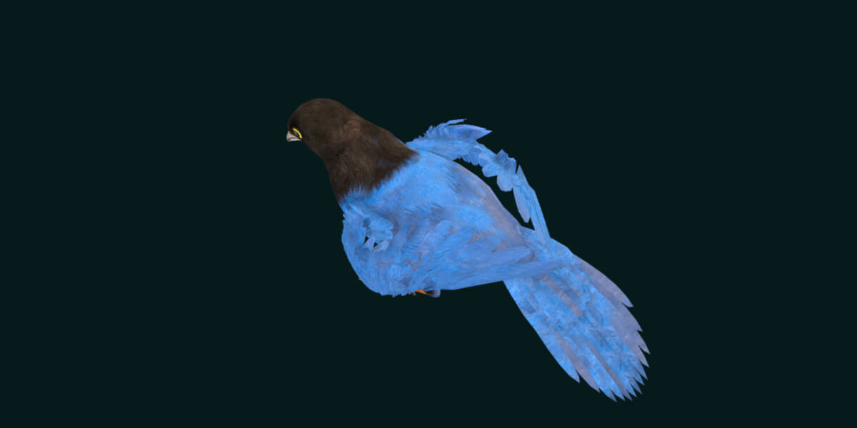 Purplish-Backed Jay Bird 3D Model by Nyilonelycompany