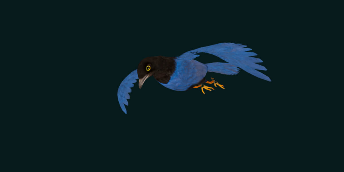 Purplish-Backed Jay Bird 3D Model by Nyilonelycompany