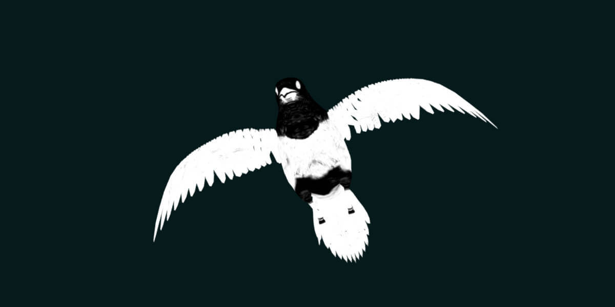 Purplish-Backed Jay Bird 3D Model by Nyilonelycompany