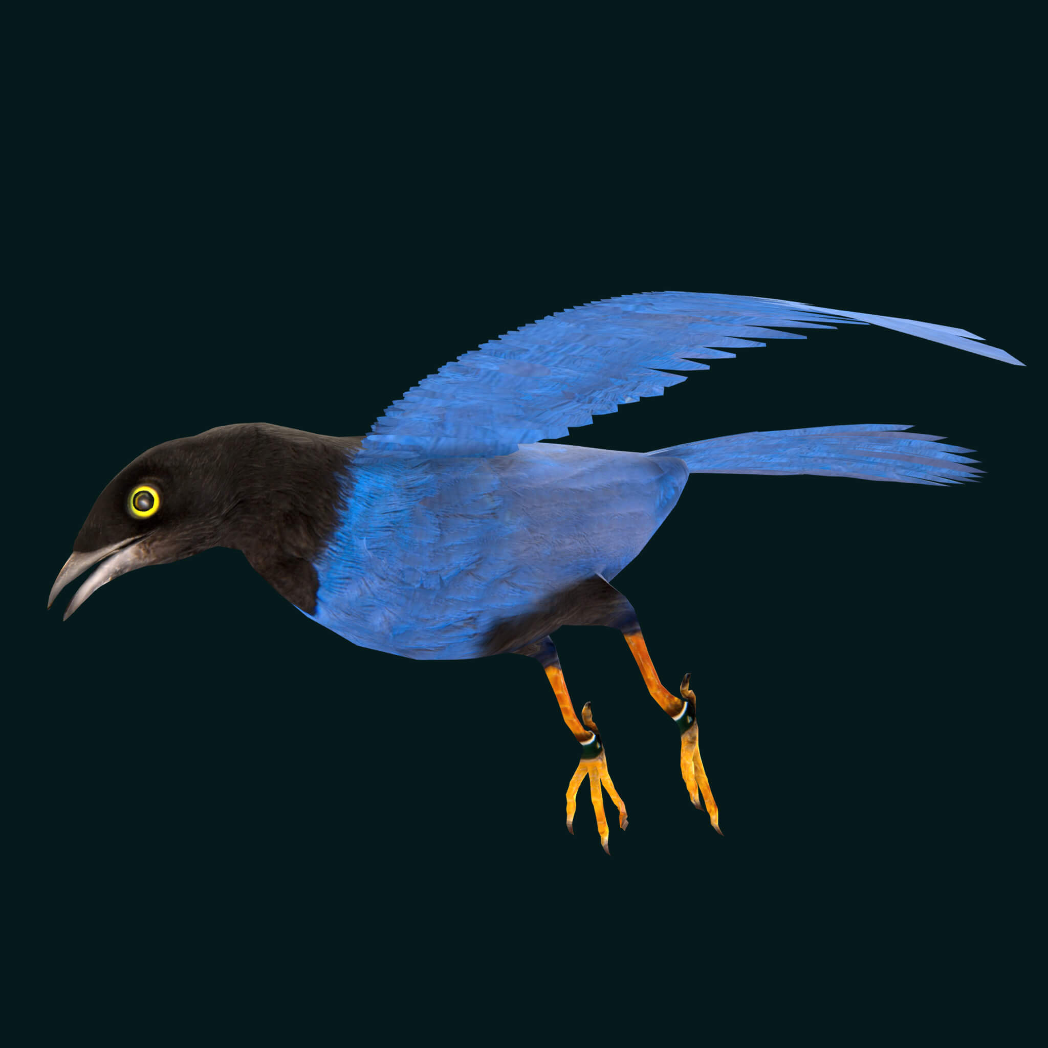 Purplish-Backed Jay Bird 3D Model by Nyilonelycompany