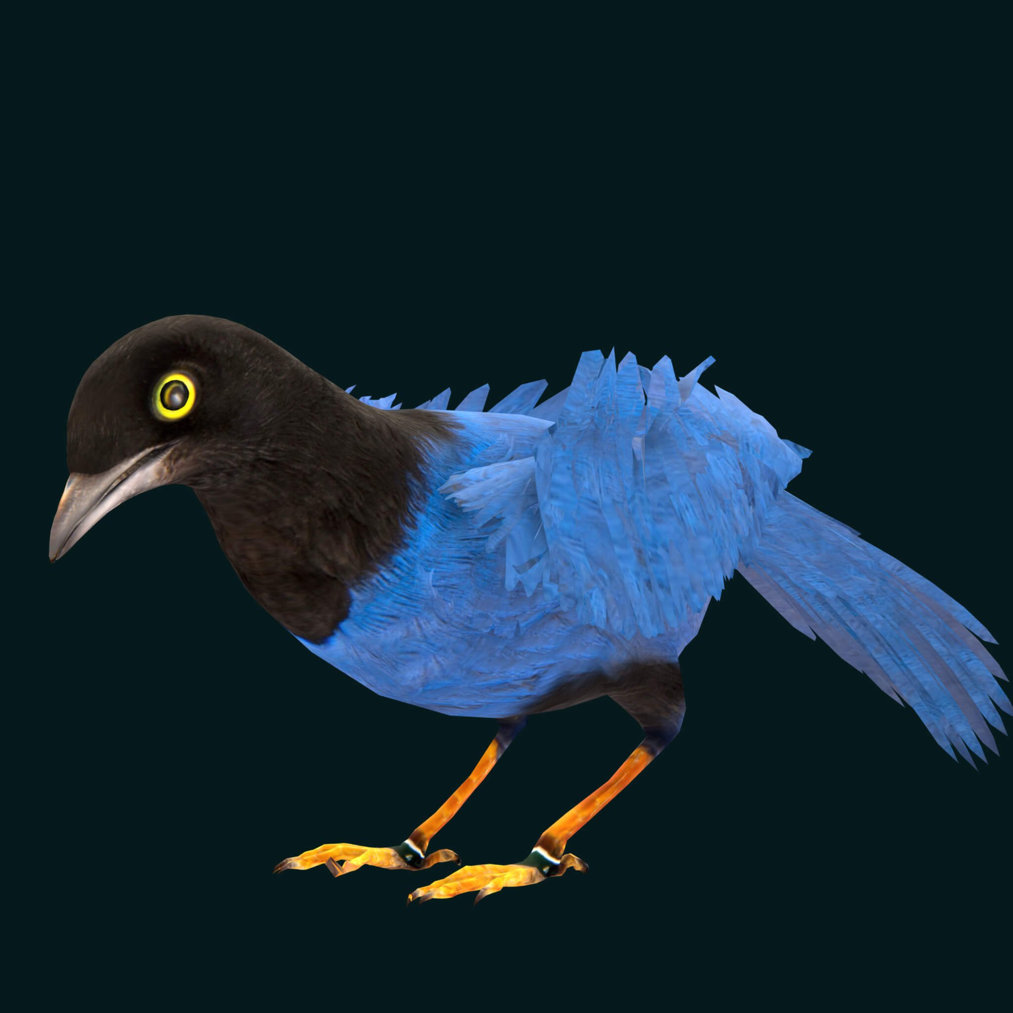 Purplish-Backed Jay Bird 3D Model by Nyilonelycompany