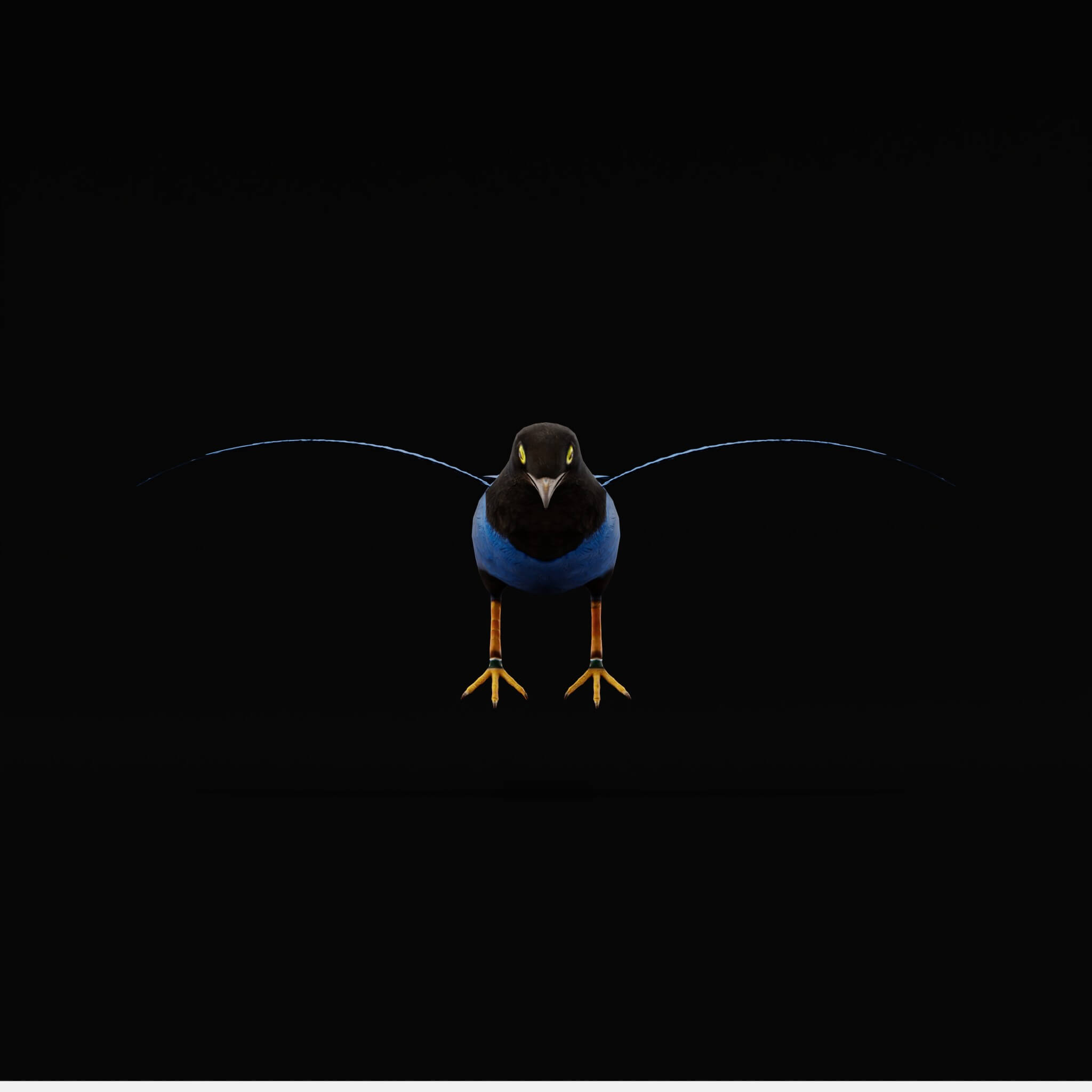 Purplish-Backed Jay Bird 3D Model by Nyilonelycompany