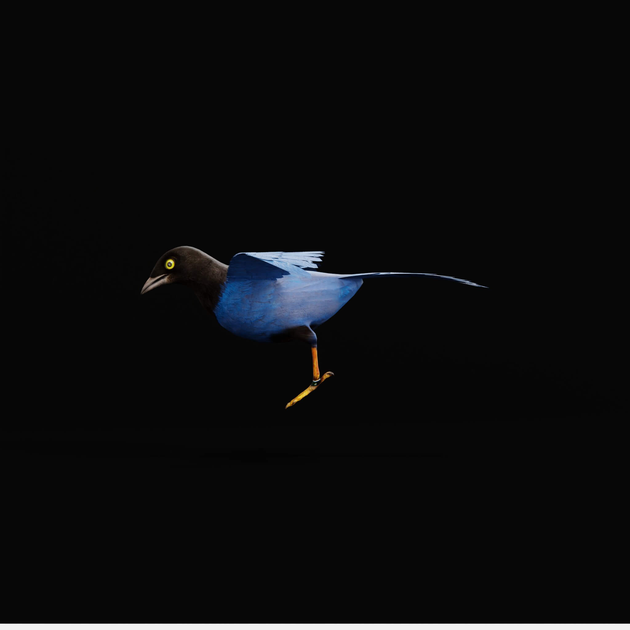 Purplish-Backed Jay Bird 3D Model by Nyilonelycompany