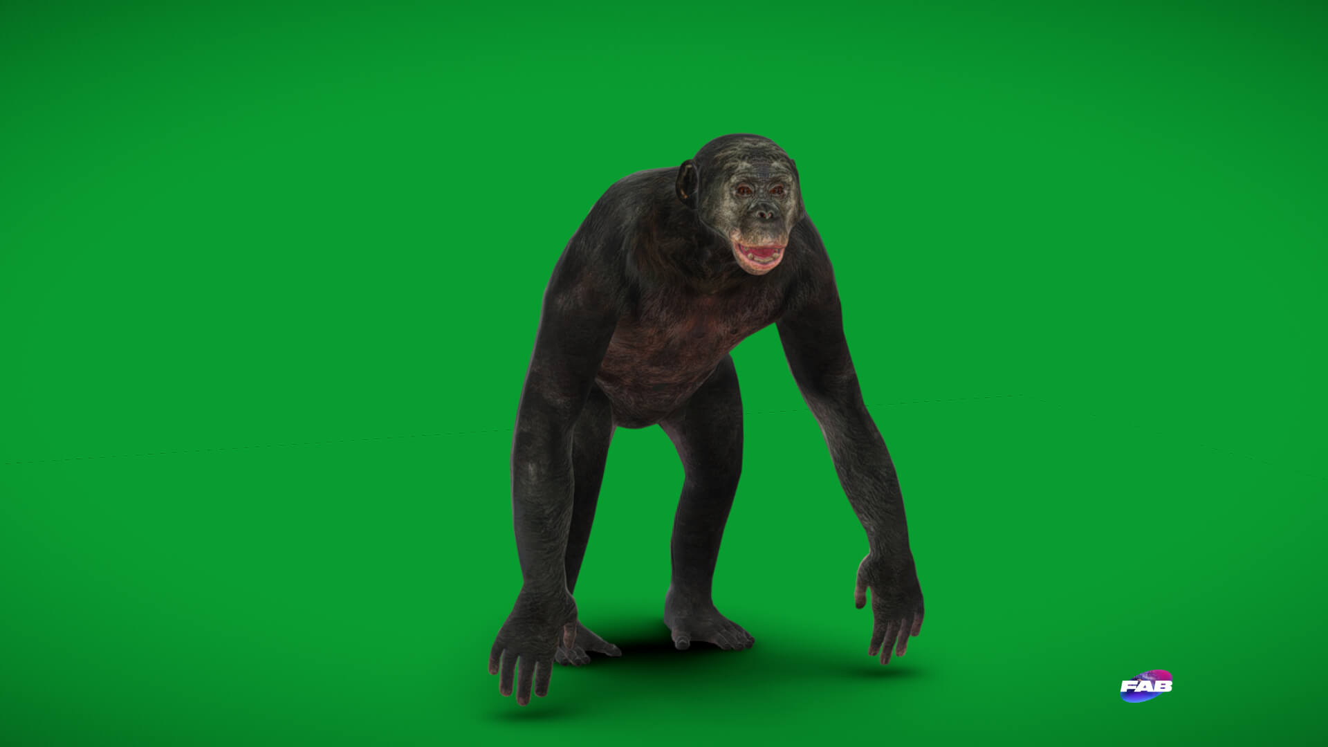 Pygmy Chimpanzee Bonobos Ape - 3D Model by Nyilonelycompany