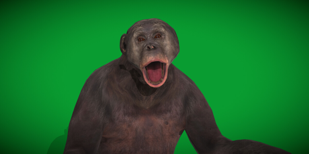 Pygmy Chimpanzee Bonobos Ape - 3D Model by Nyilonelycompany