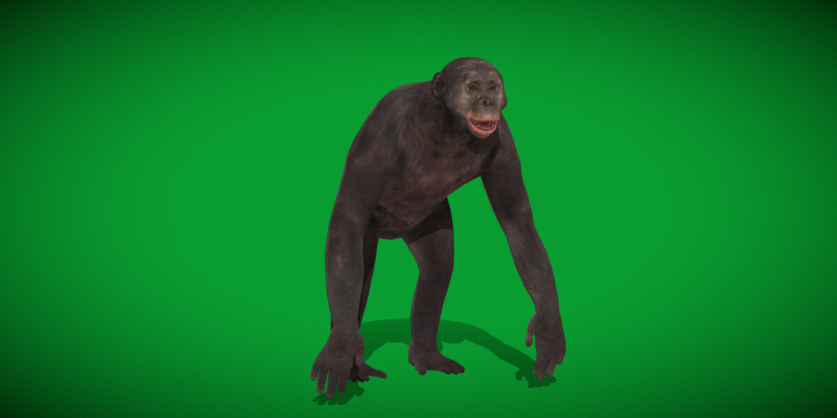 Pygmy Chimpanzee Bonobos Ape - 3D Model by Nyilonelycompany