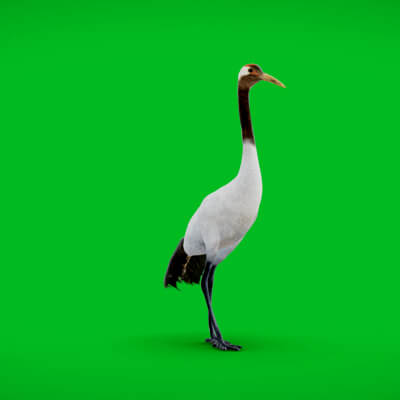 Red-Crowned Crane Bird 3D Model by Nyilonelycompany