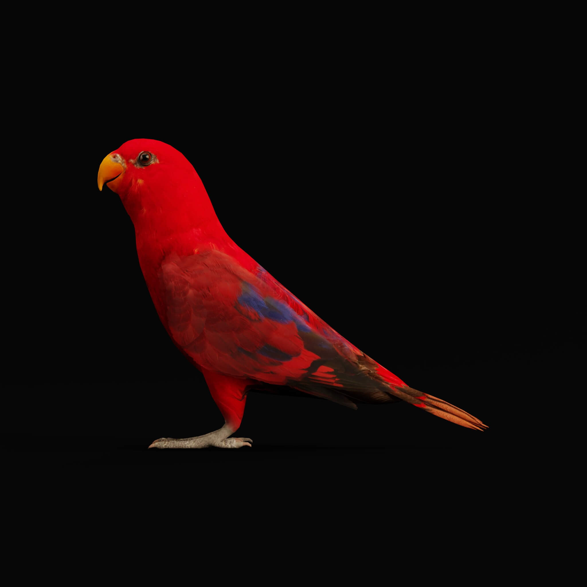 Red Lory Parrot Flamboyant Bird - 3D Model by Nyilonelycompany