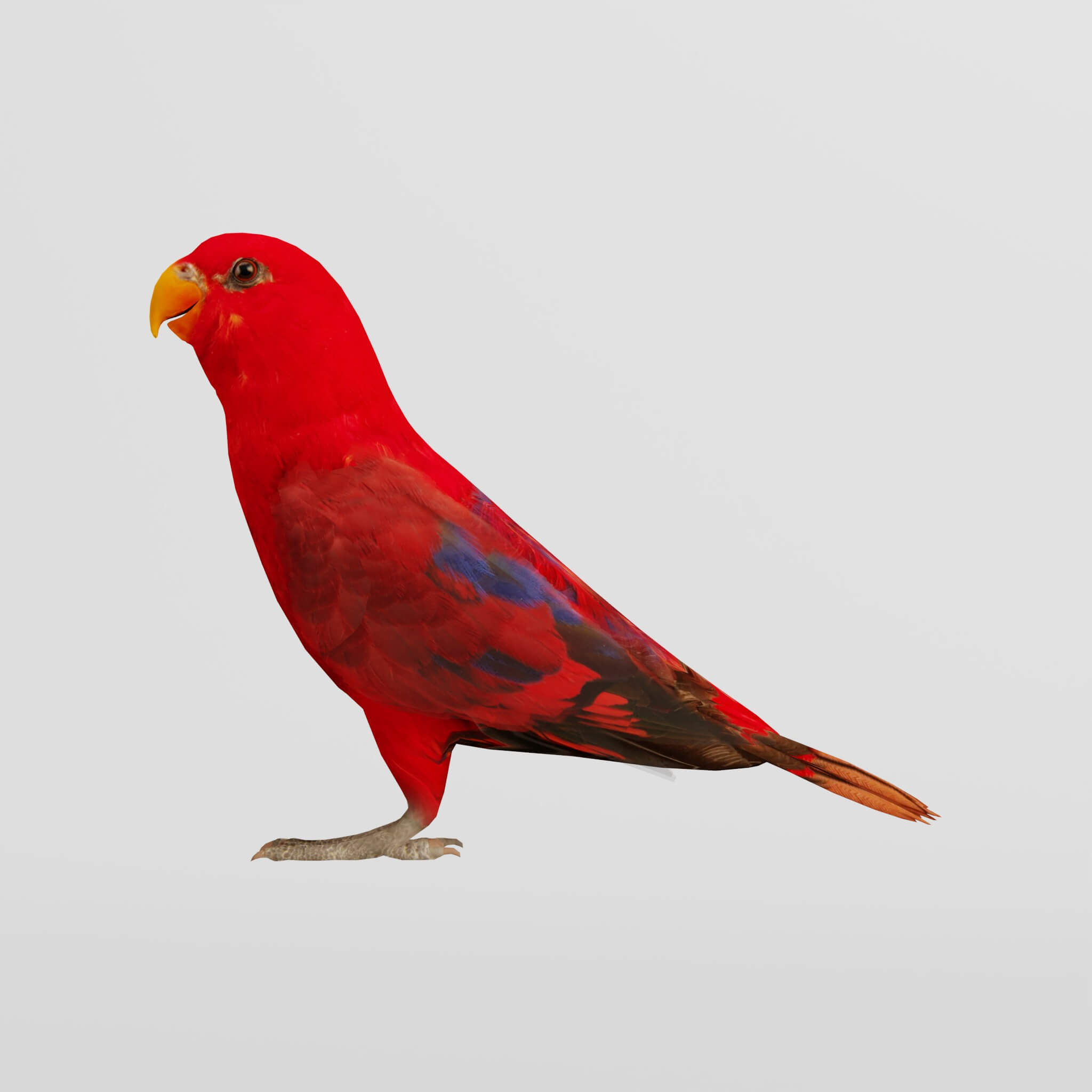 Red Lory Parrot Flamboyant Bird - 3D Model by Nyilonelycompany