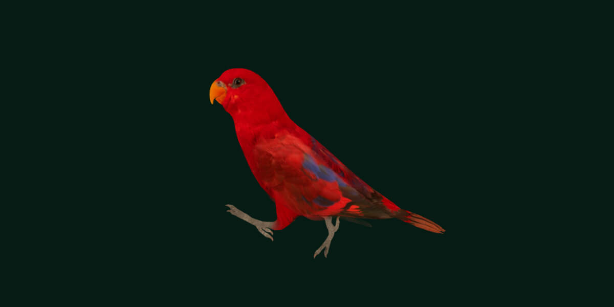 Red Lory Parrot Flamboyant Bird - 3D Model by Nyilonelycompany