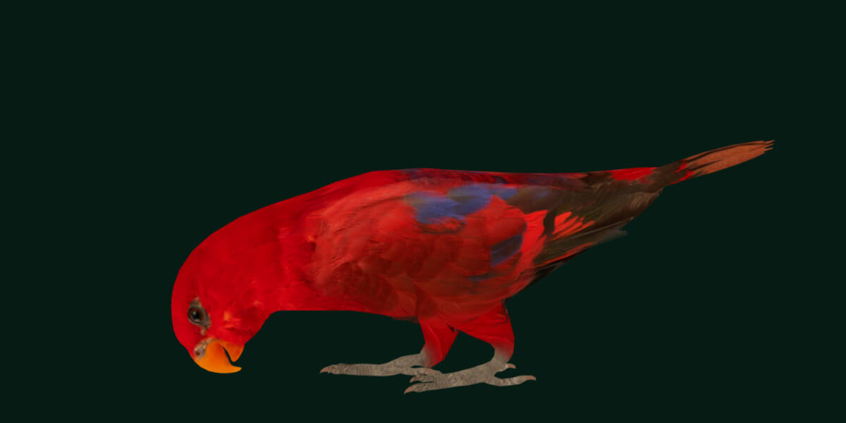 Red Lory Parrot Flamboyant Bird - 3D Model by Nyilonelycompany