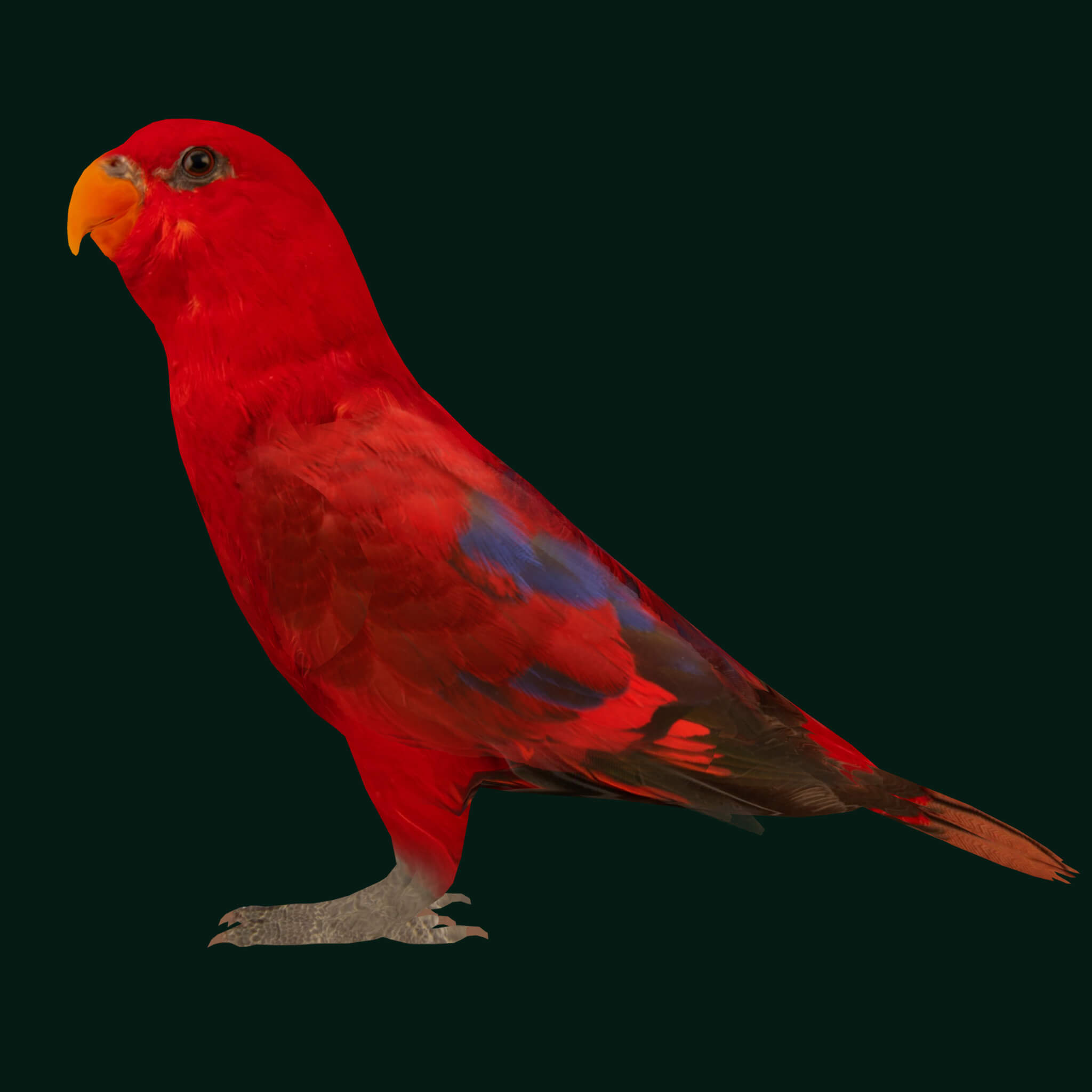 Red Lory Parrot Flamboyant Bird - 3D Model by Nyilonelycompany