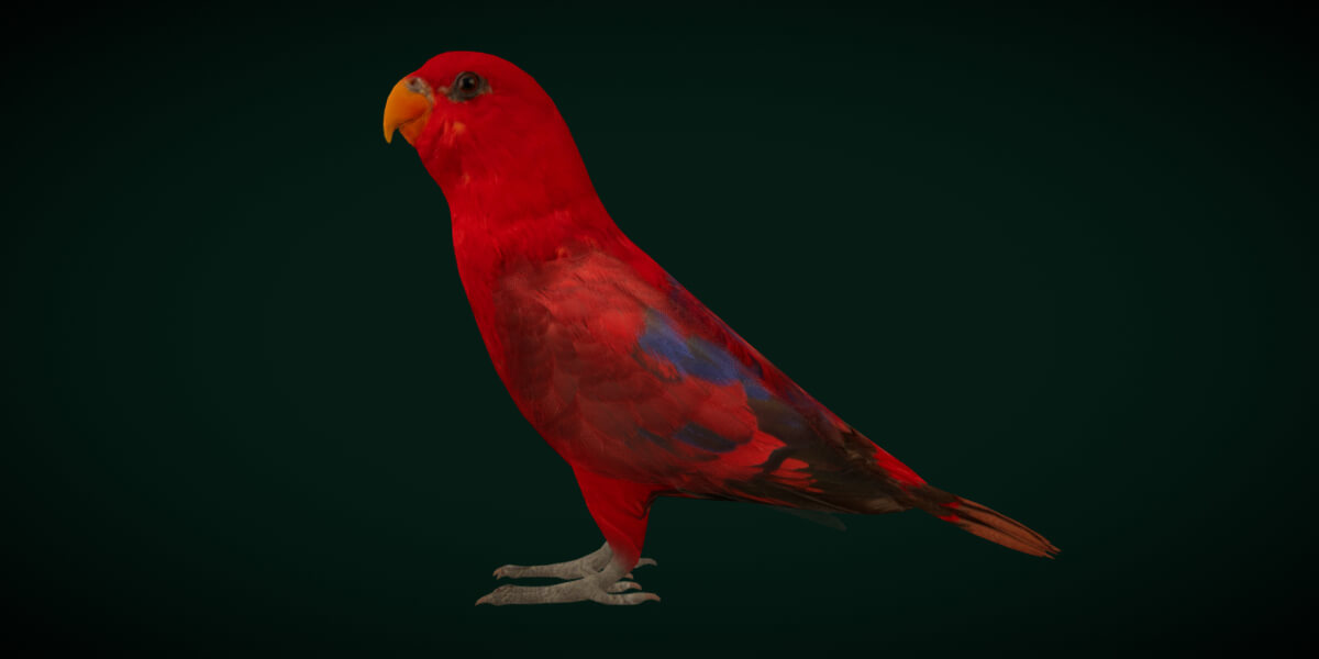 Red Lory Parrot Flamboyant Bird - 3D Model by Nyilonelycompany
