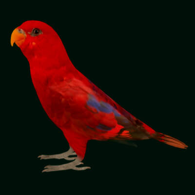 Red Lory Parrot Flamboyant Bird - 3D Model by Nyilonelycompany
