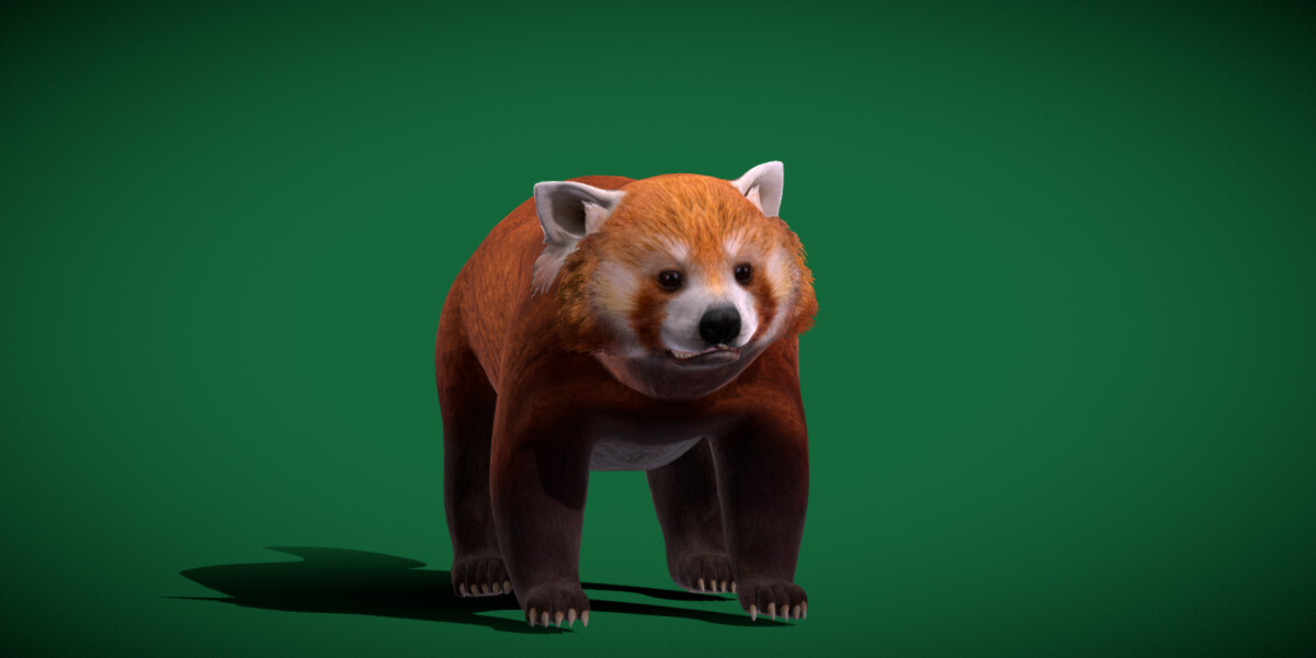 Red Pandas Mammal - 3D Model by Nyilonelycompany