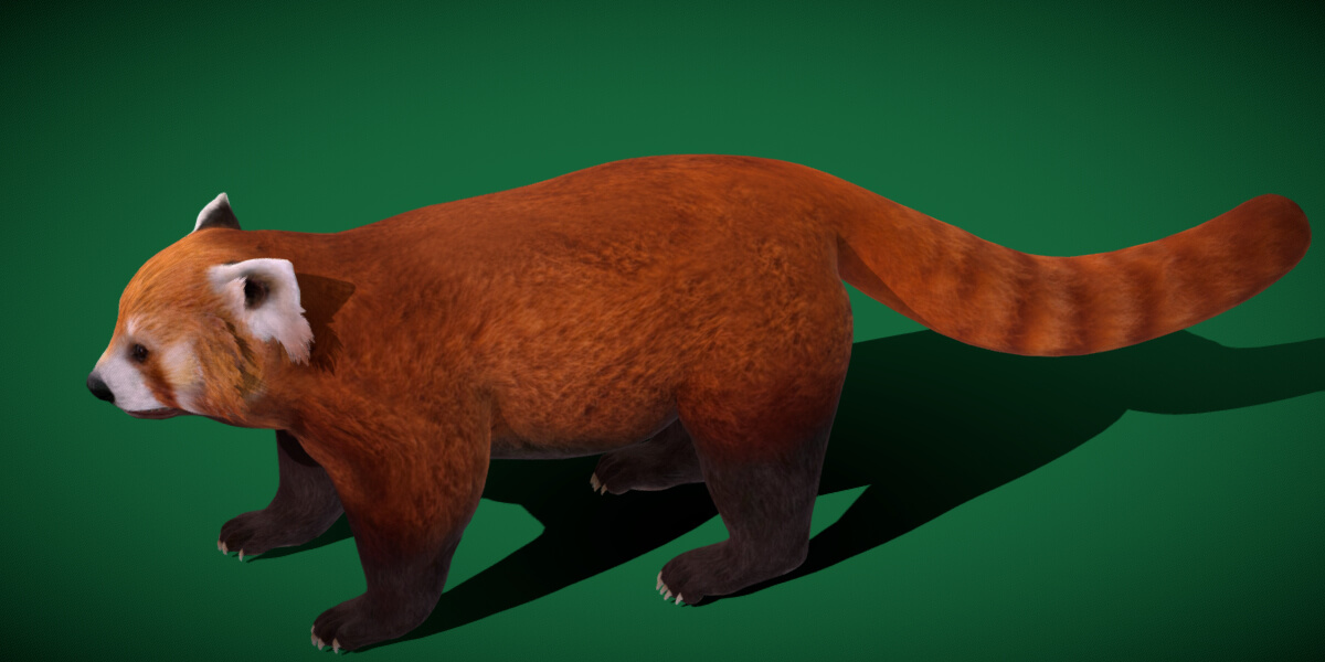 Red Pandas Mammal - 3D Model by Nyilonelycompany