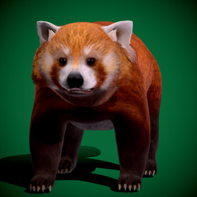 Red Pandas Mammal - 3D Model by Nyilonelycompany