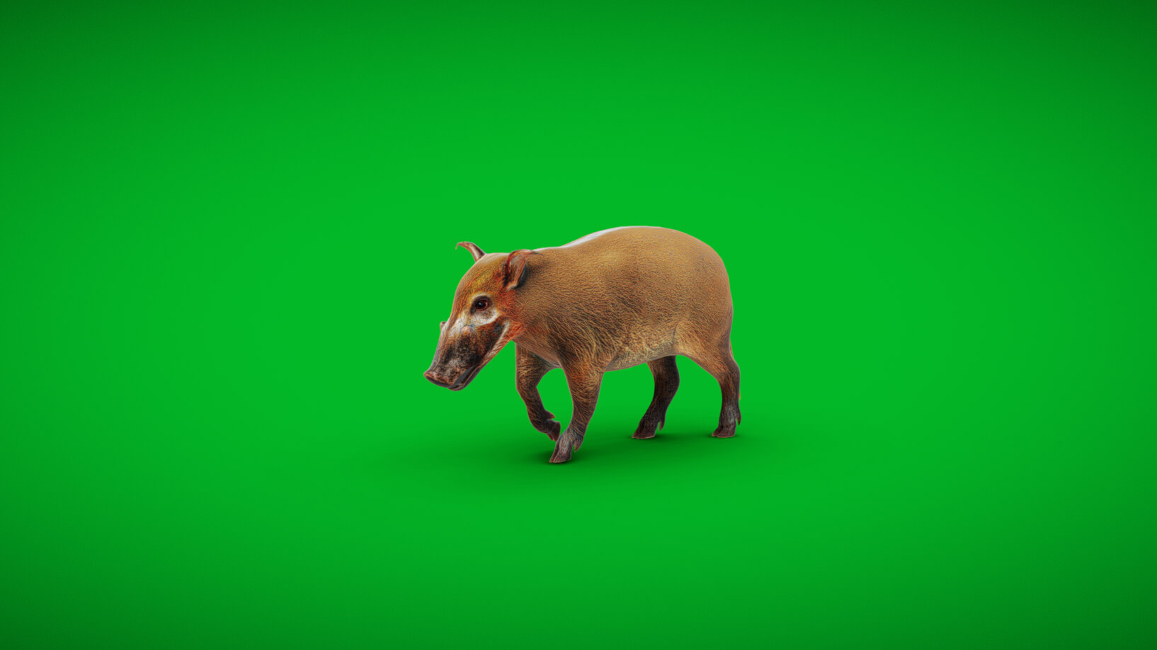 Red River Hog - 3D Model by Nyilonelycompany