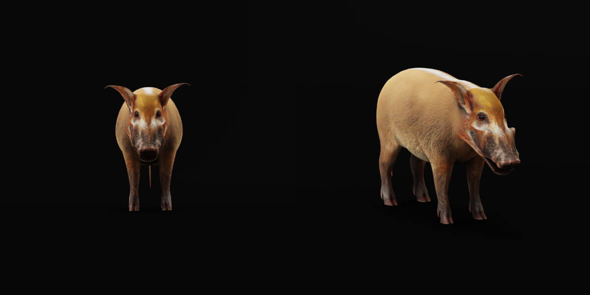 Red River Hog - 3D Model by Nyilonelycompany