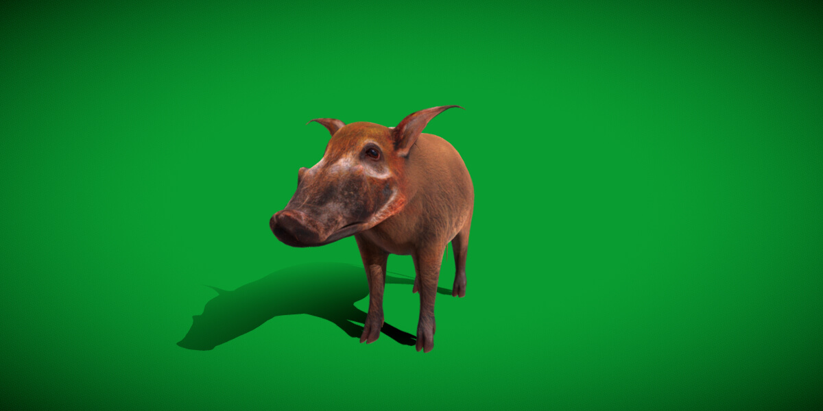 Red River Hog - 3D Model by Nyilonelycompany